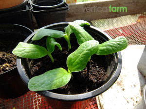 De tips voor een succesvol ah moestuin jaar | Vertical Farm